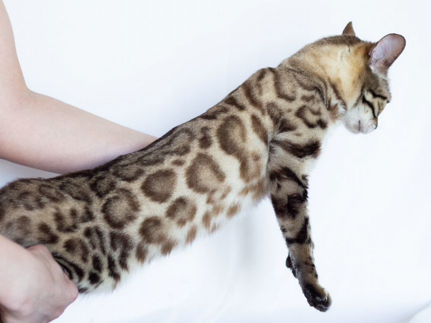 Бенгальская кошечка