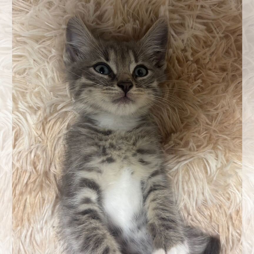 Котёнок в добрые руки