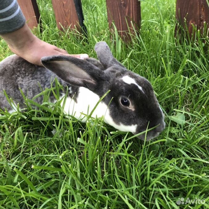 Кролики породы «Рекс» разной окраски