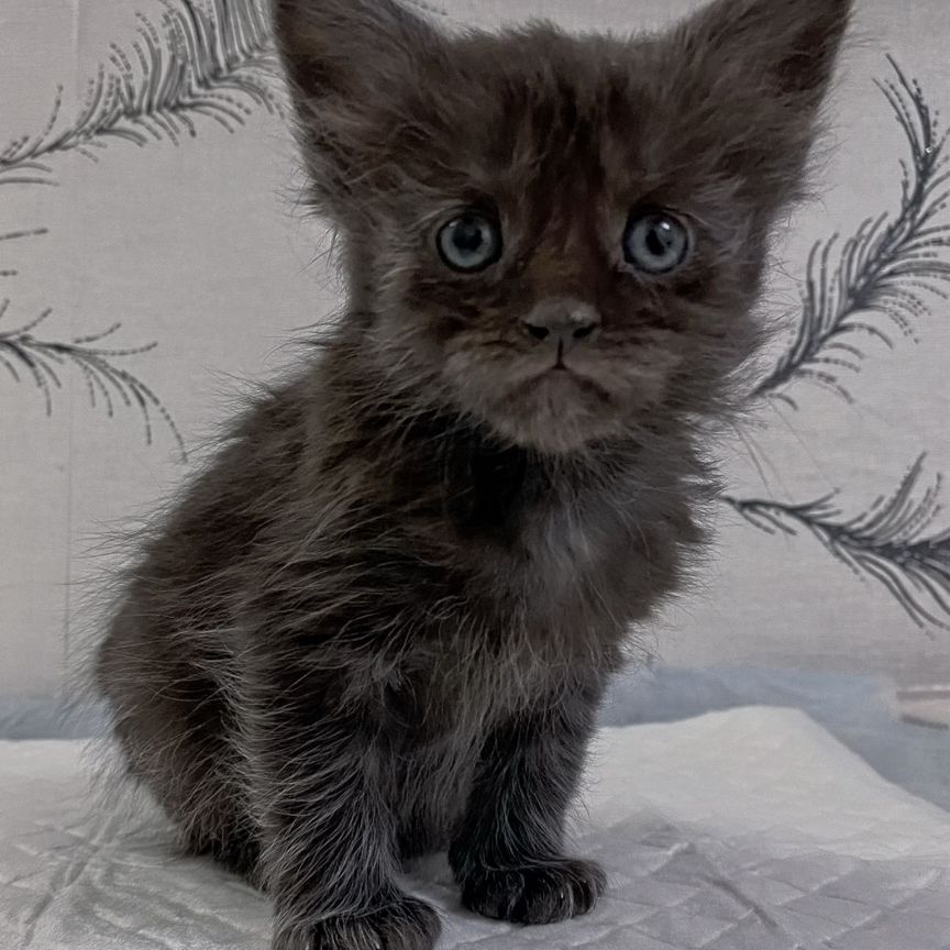 Мейн-кун котёнок