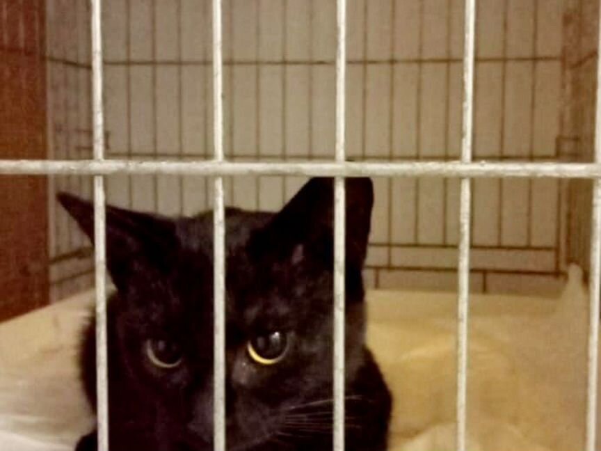 Котик Афоня ищет дом