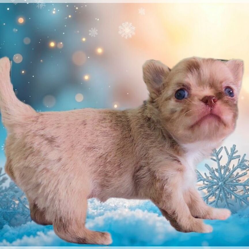 Чихуахуа, щенок