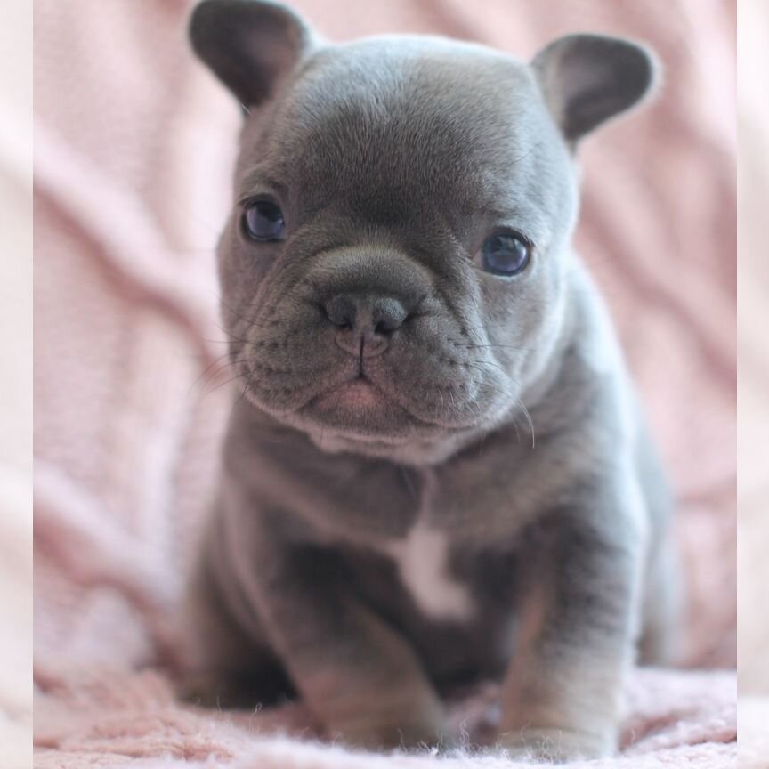 Французский бульдог, щенок