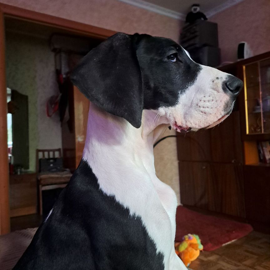 Щенки немецкого дога