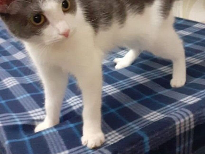 Котёнок Яся