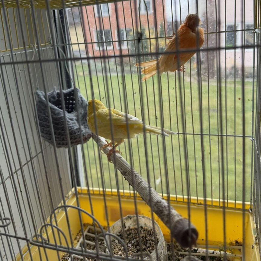 Кенара и канарейки