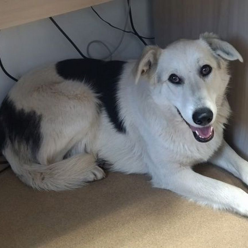 Ищет дом прекрасная охранница