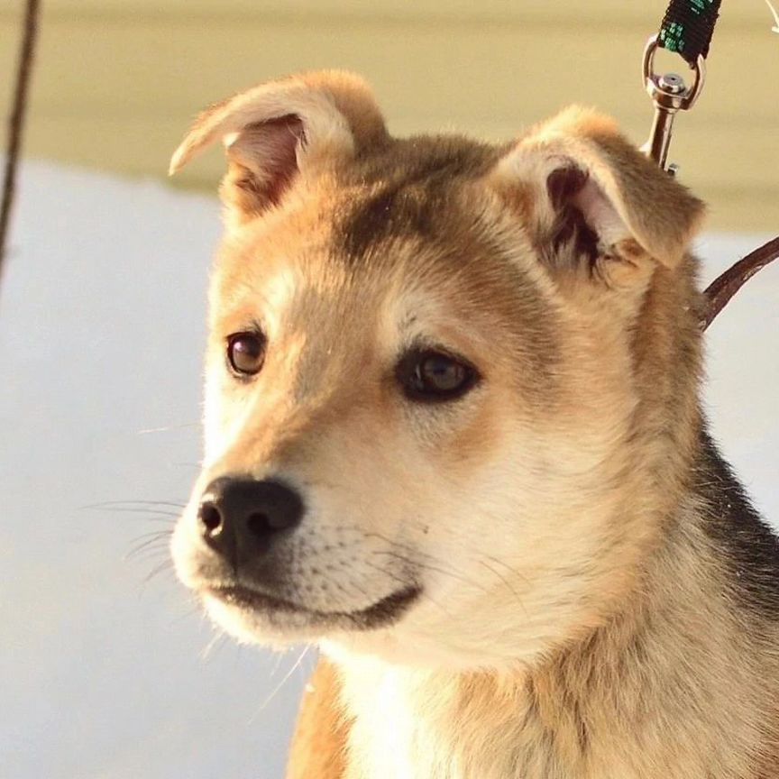 Милая щенуля Мегги ждёт в приюте