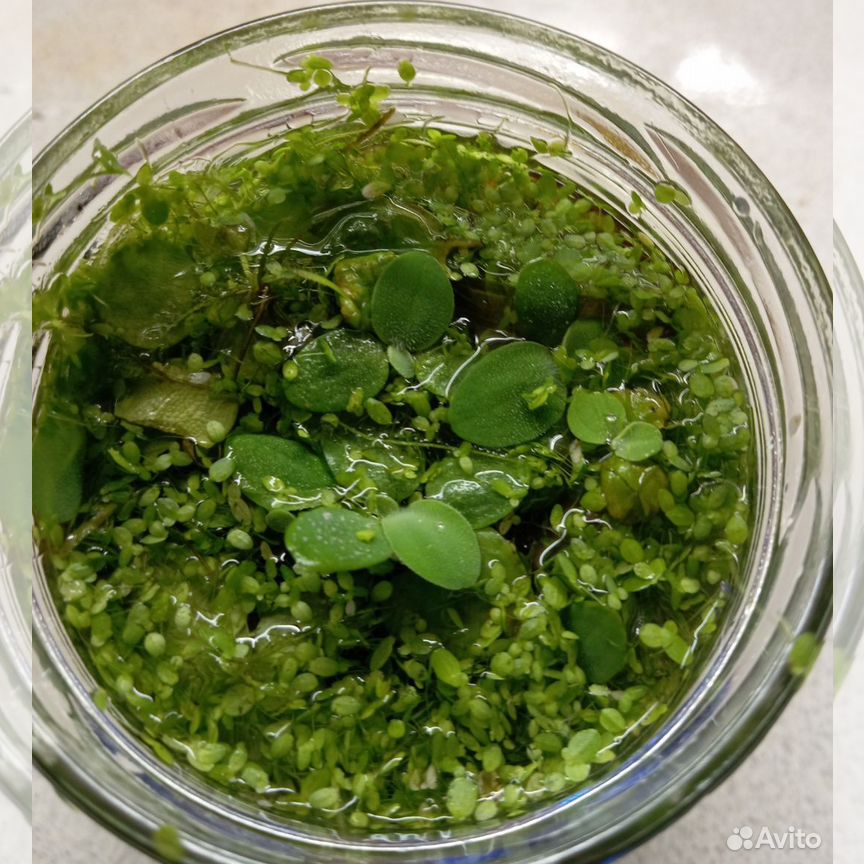 Ряска, письтия бесплатно