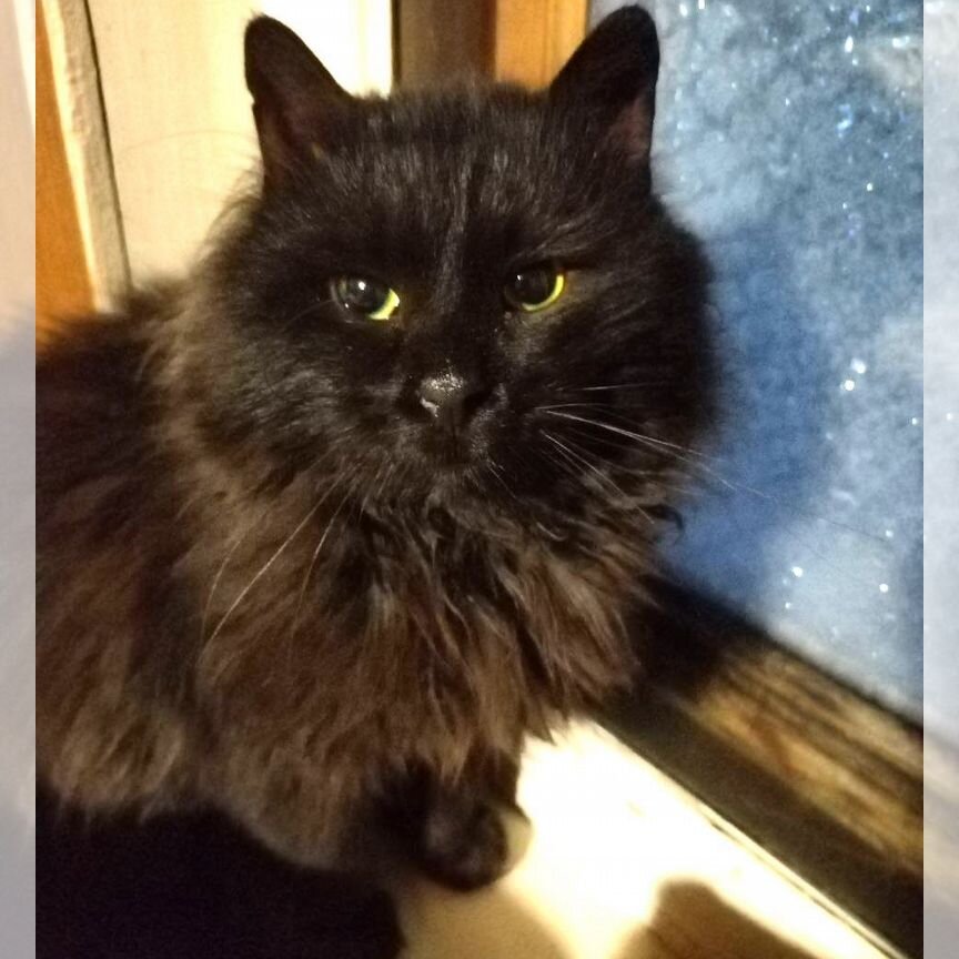 Британский длинношёрстный, взрослый кот