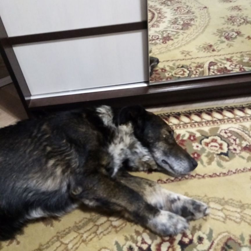 Отдам молодого здорового пса