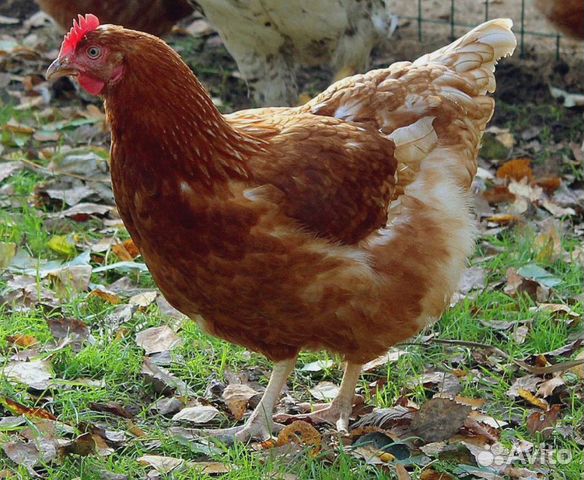 Куры несушки молодки