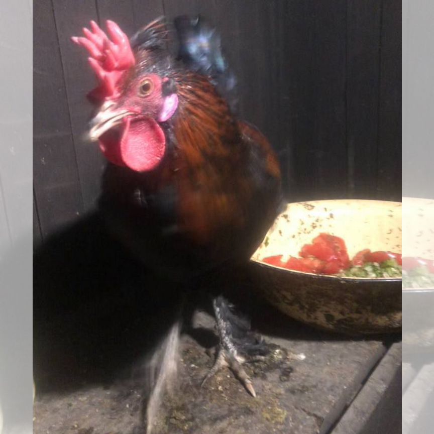 Петух породы доминант