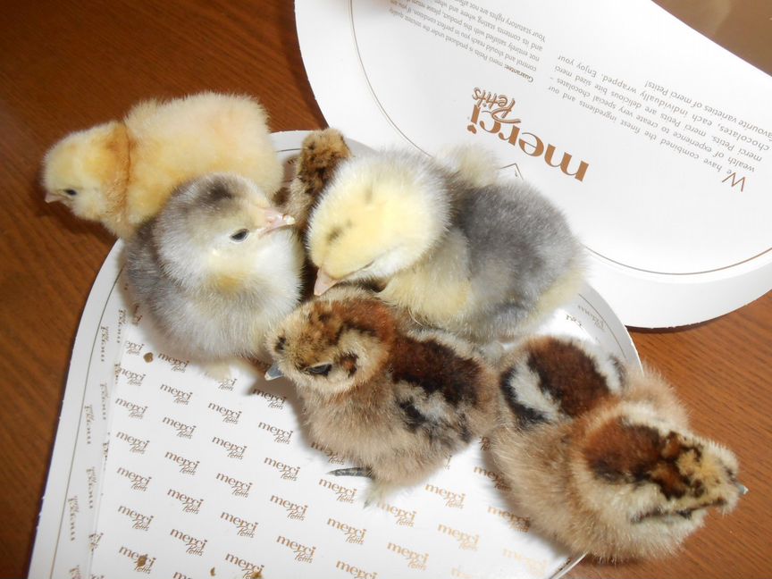 Цыплята суточные разных пород