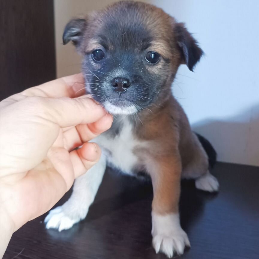 Карликовый пинчер