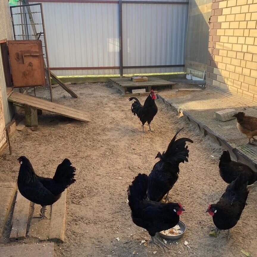 Куры ла флеш