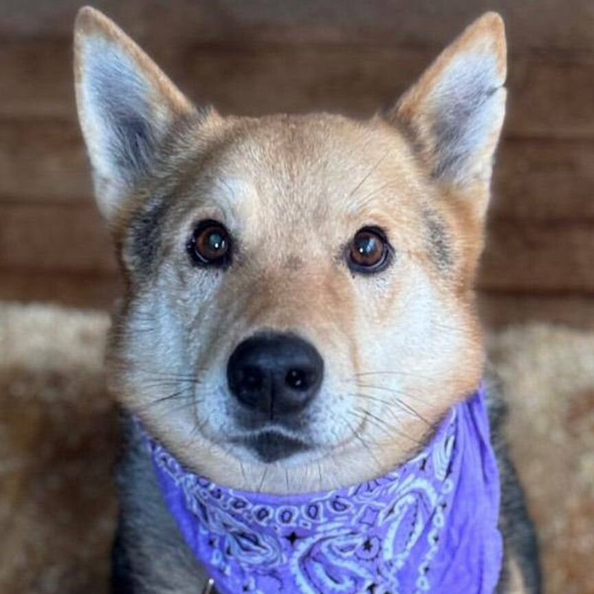 Самый воспитанный пес приюта Некрасовка