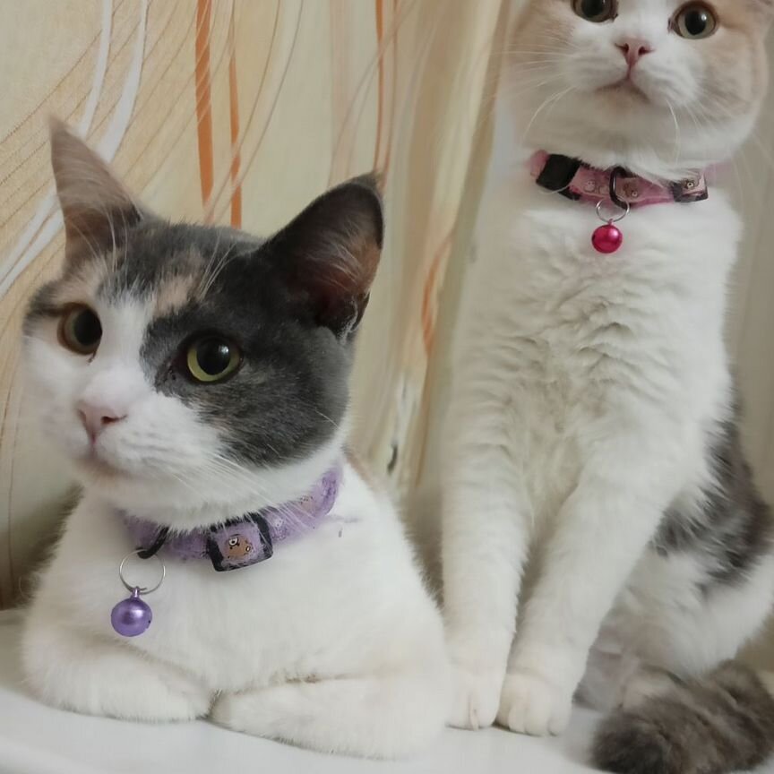 Взрослая, Девочка кошка в добрые руки