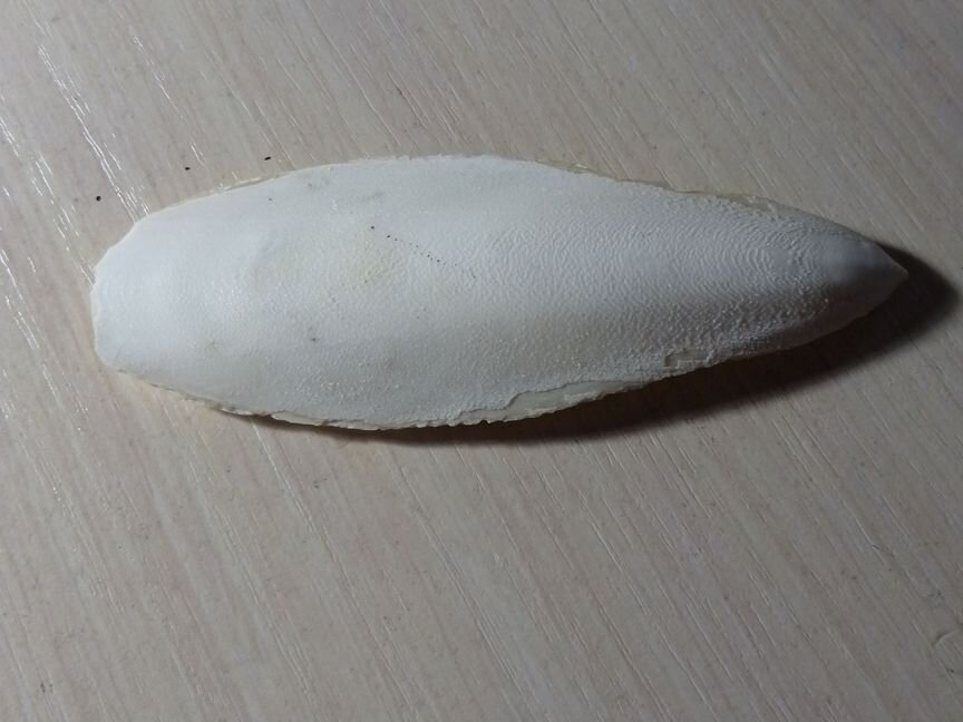 Сепия, панцирь каракатицы