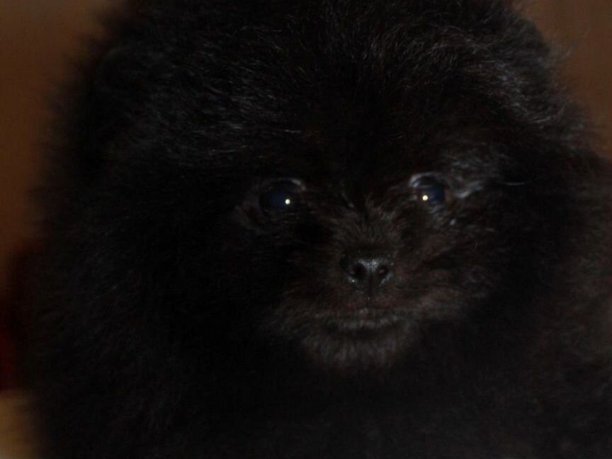 Померанский шпиц