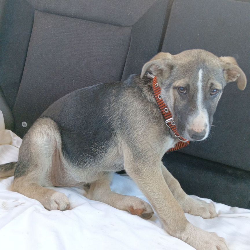 Щенок 5мес, ищет дом и двор