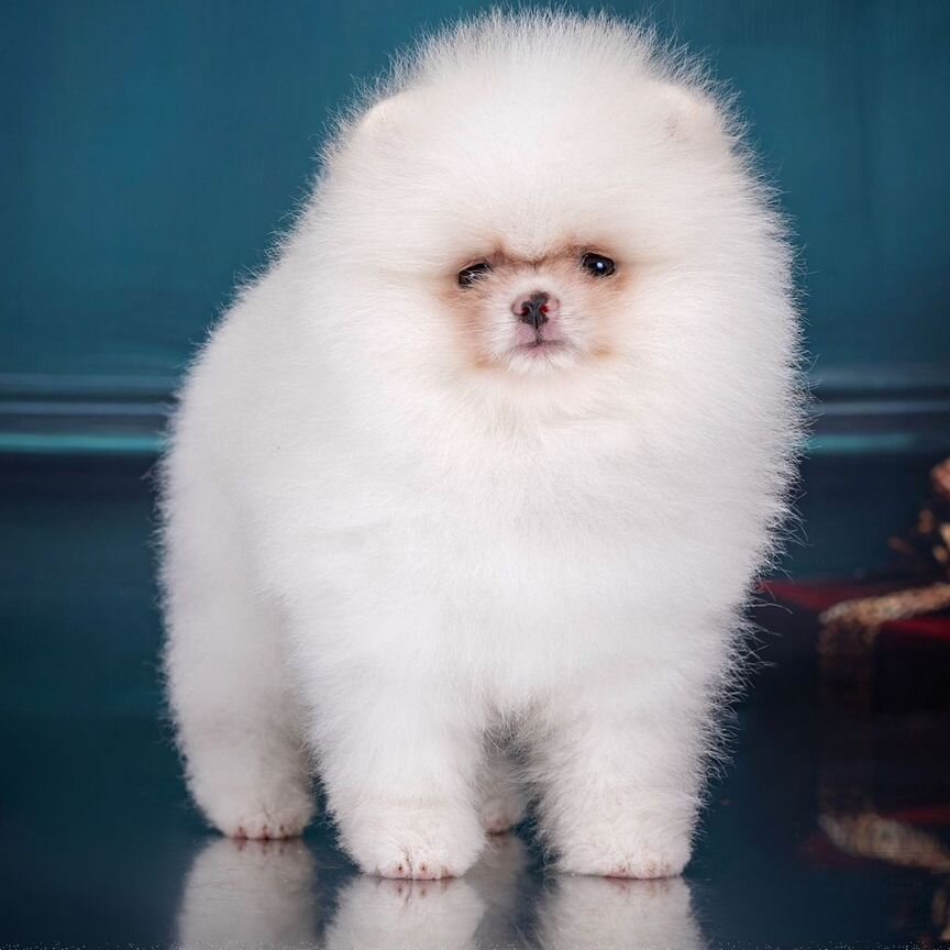 Померанский шпиц, щенок