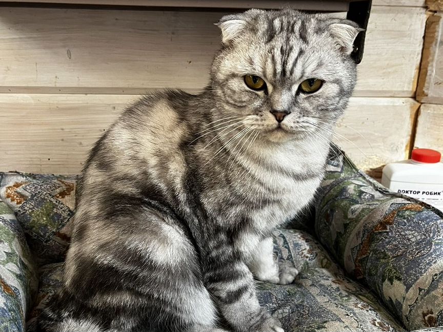 Лорд в поиске дома