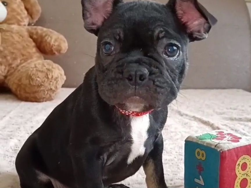 Французский бульдог девочка