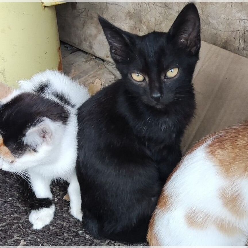 Котенок в добрые руки
