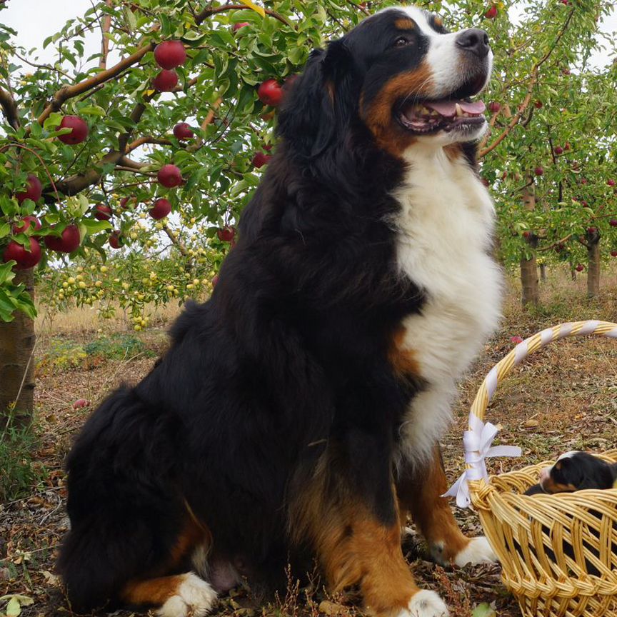 Бернский зенненхунд, щенок
