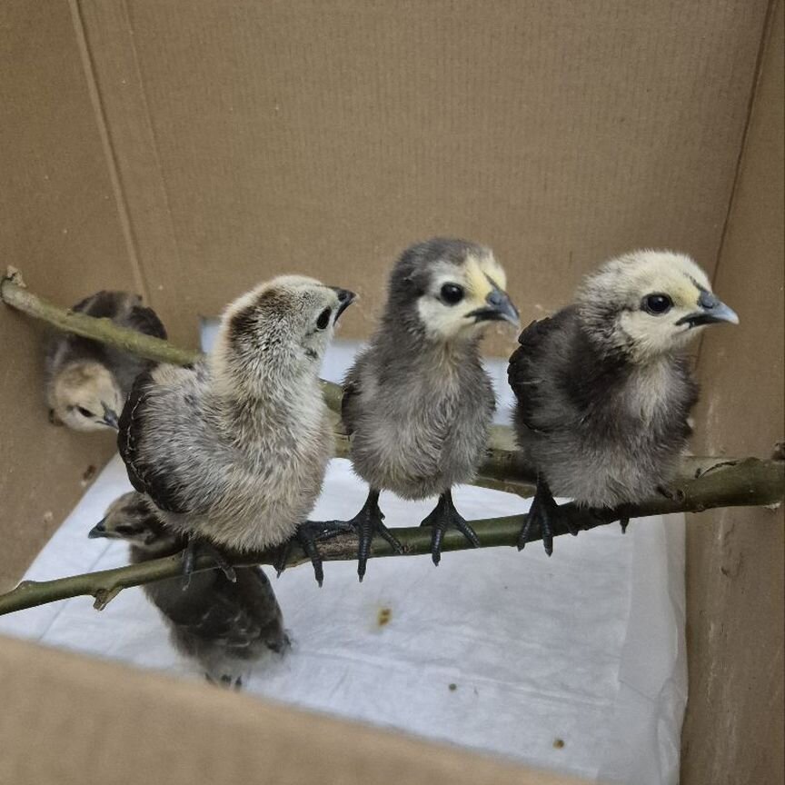 Цыплята Лакендази