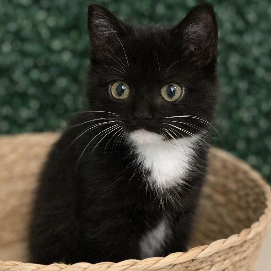 Взрослая, кошка в добрые руки