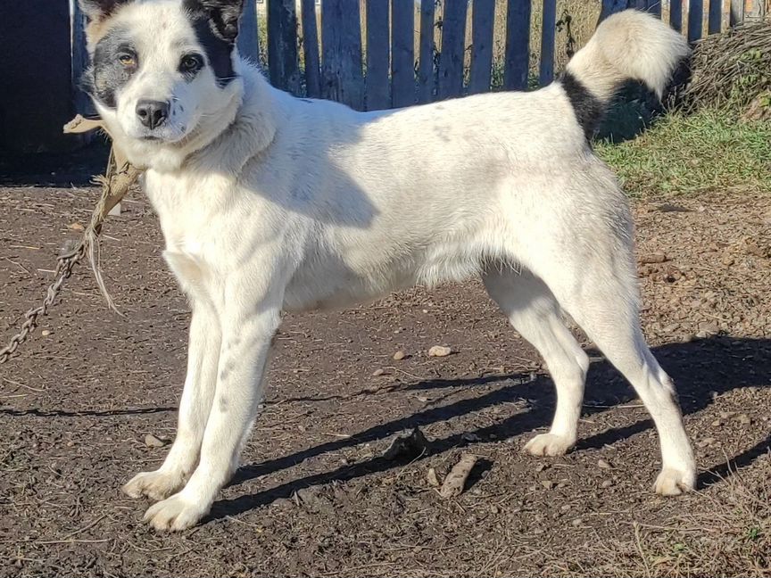 Сторожевой пёс