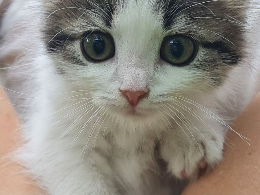 Ласковый котенок в добрые руки