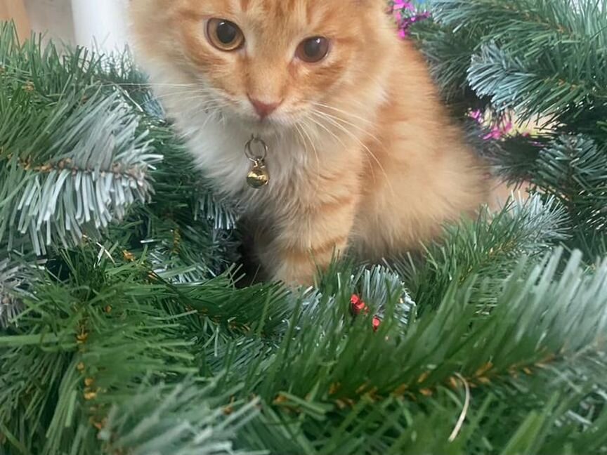 Ласковый котик Семен в добрые руки