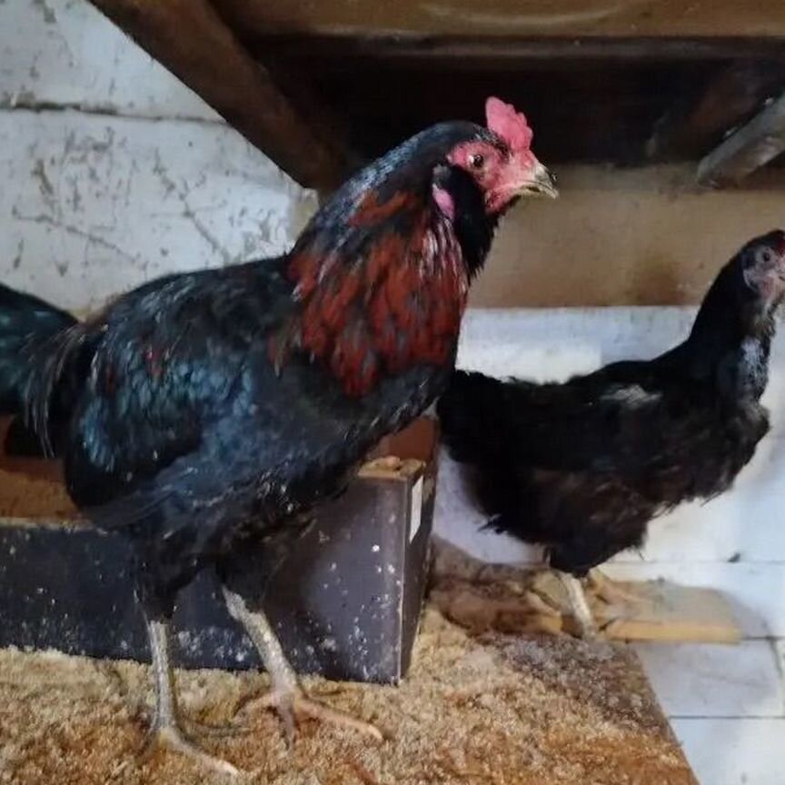 Домашние молодые петухи