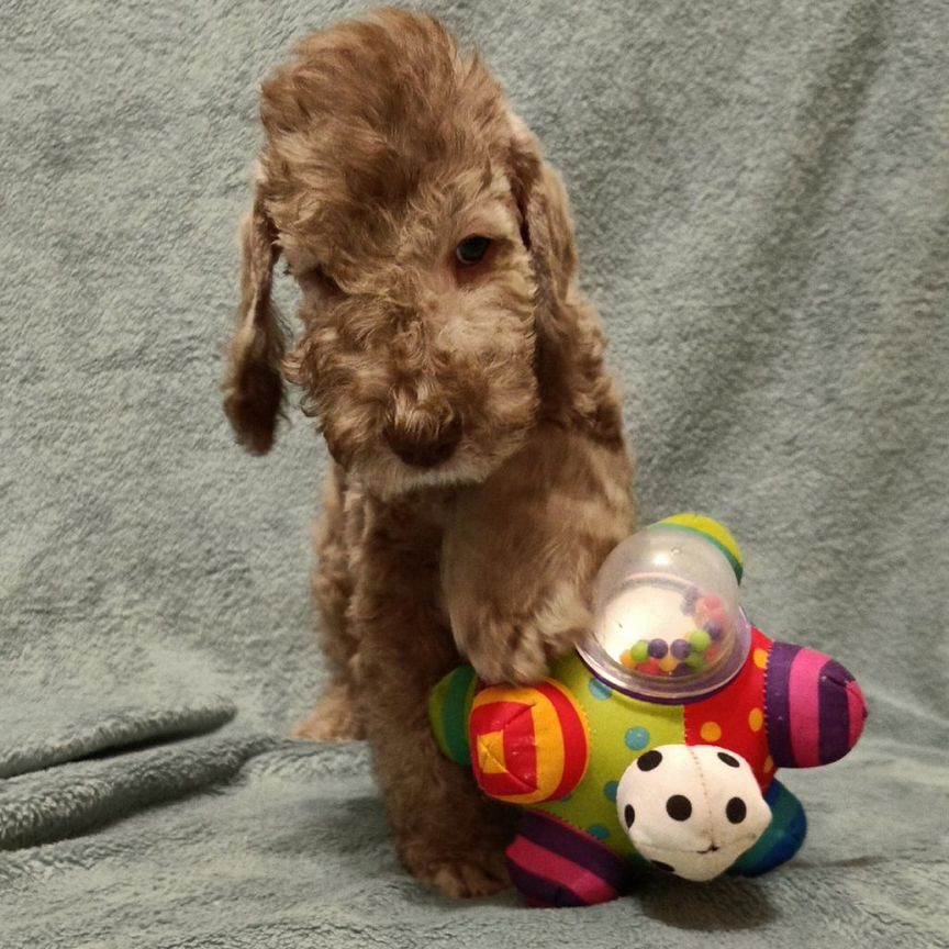 Бедлингтон терьер