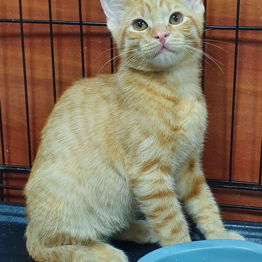 Котёнок рыженький