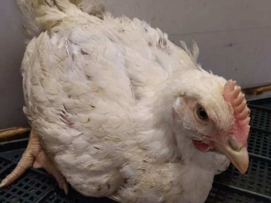 Бройлеры подрощенные вес от 1,8кг до 4 кг