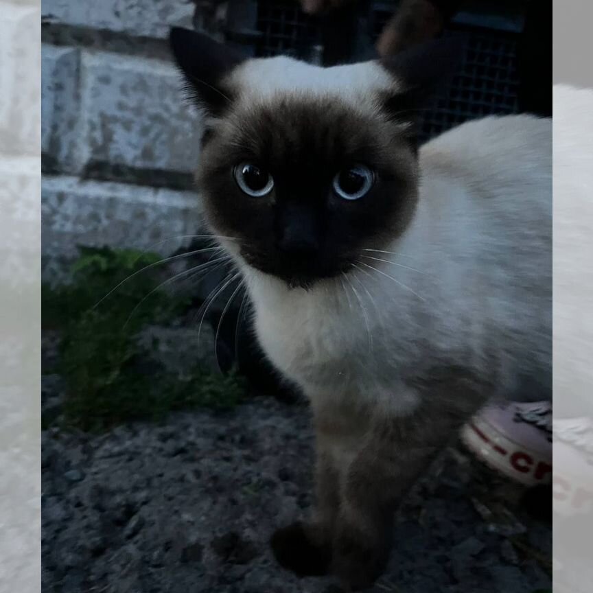 Кошка в добрые руки
