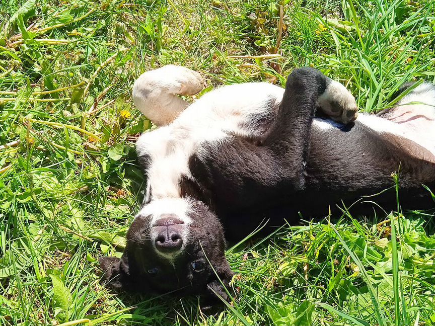 Щенок в добрые руки бесплатно