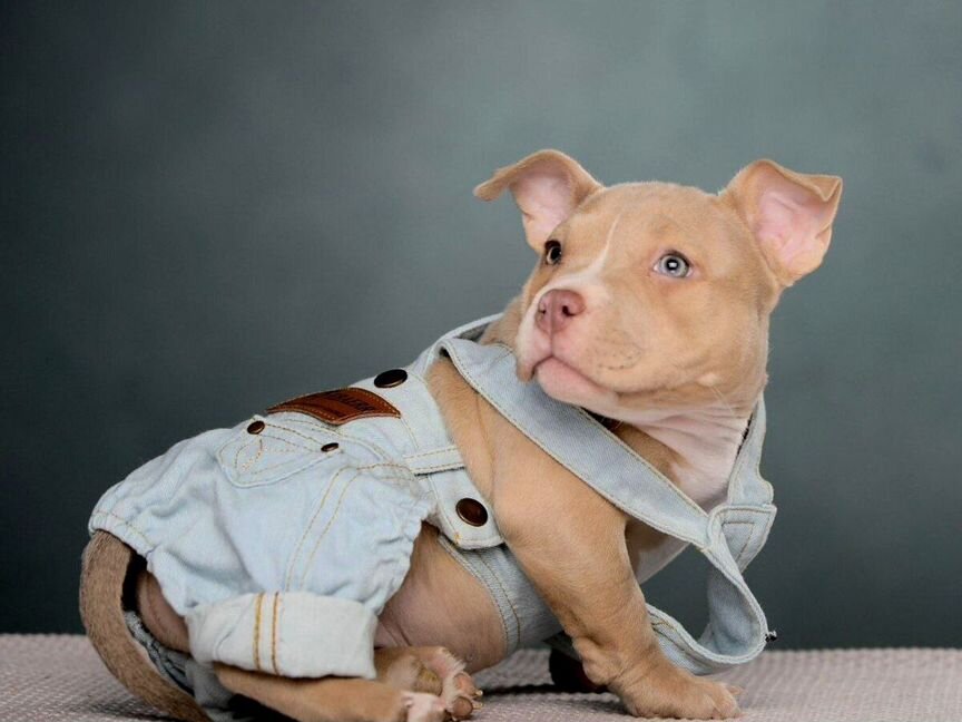 Американский булли микро