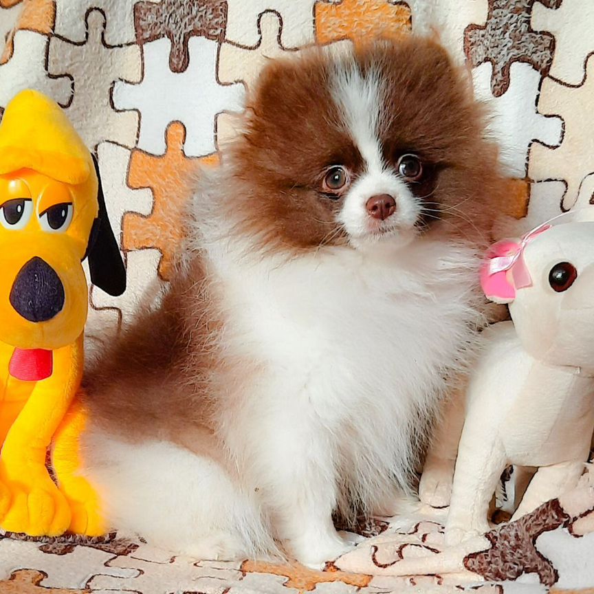 Немецкий шпиц, щенок