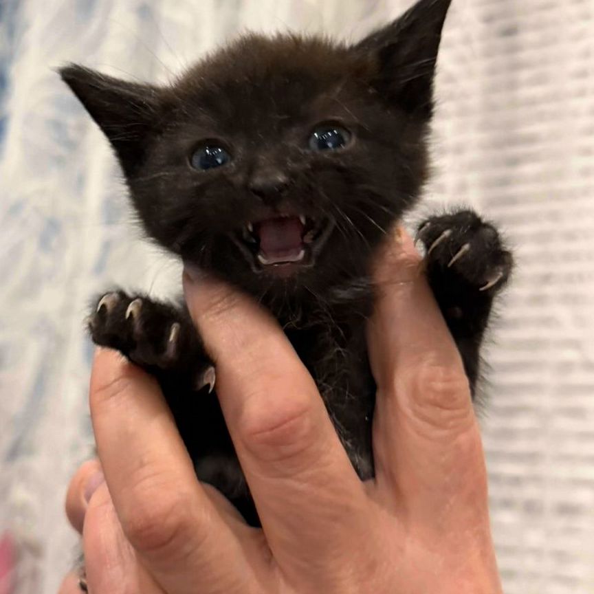 Котёнок в добрые руки