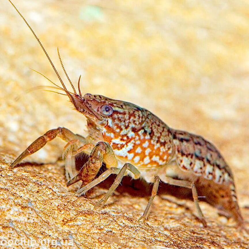 Рак мраморный 3-4см - Procarambus virginalis