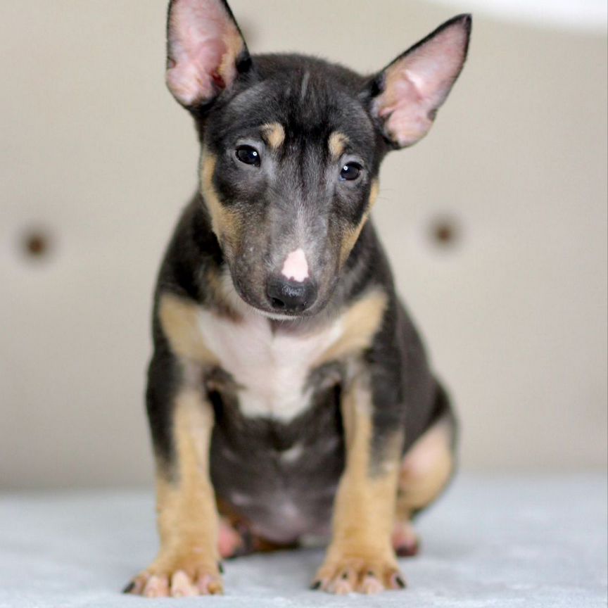 Мини-бультерьер, щенок