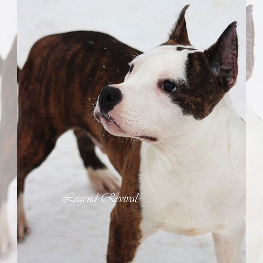 Американский стаффордширский терьер, щенок