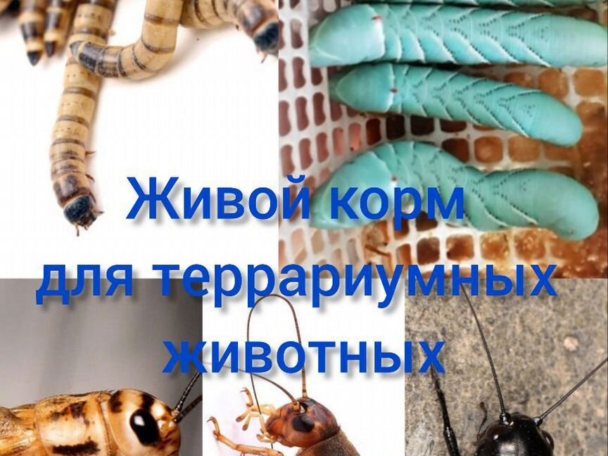 Живой корм для рептилий