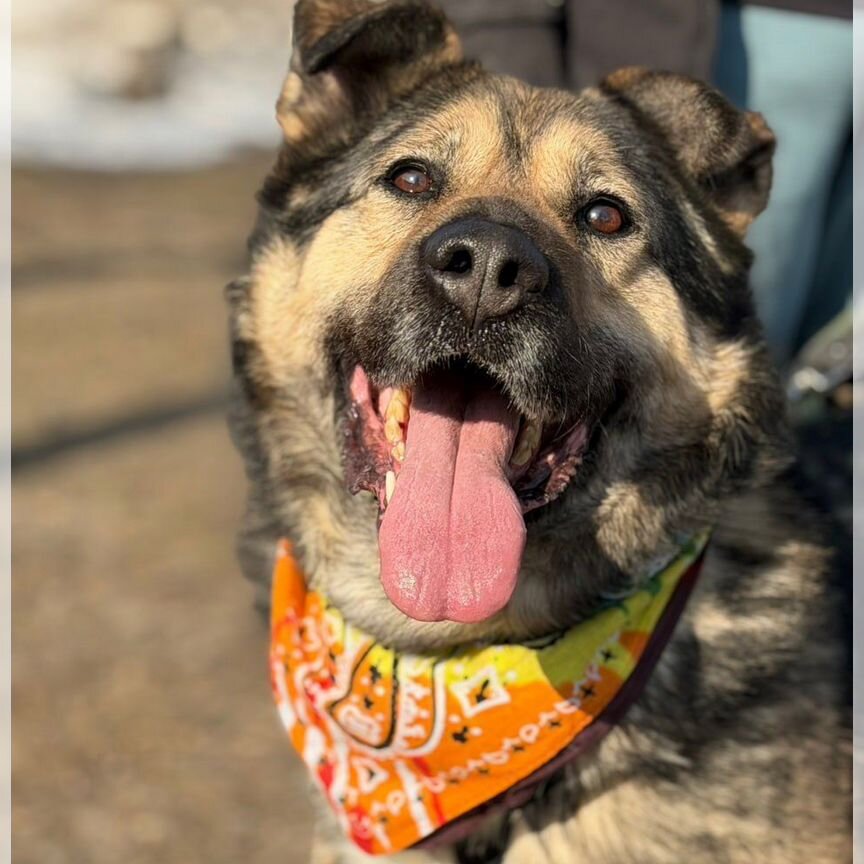 Взрослый пёс в добрые руки