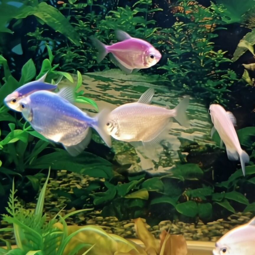 Рыбки тернеции